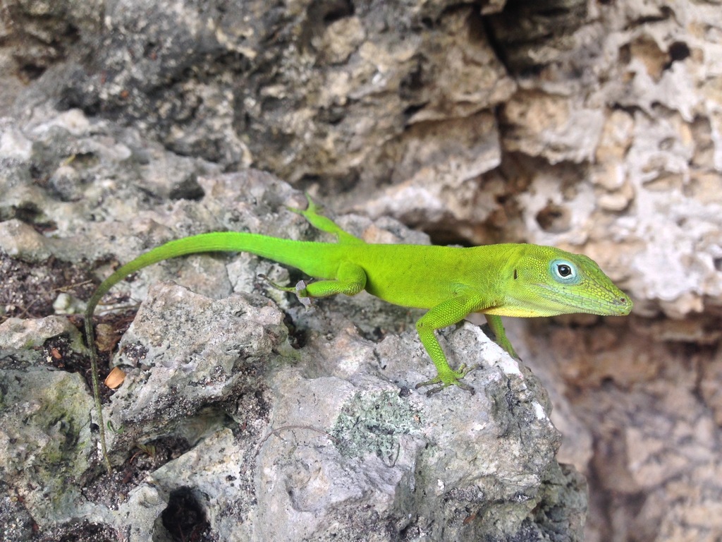 Anolis marmoratus speciosus from Dunoyer, Le Gosier, Guadeloupe on ...