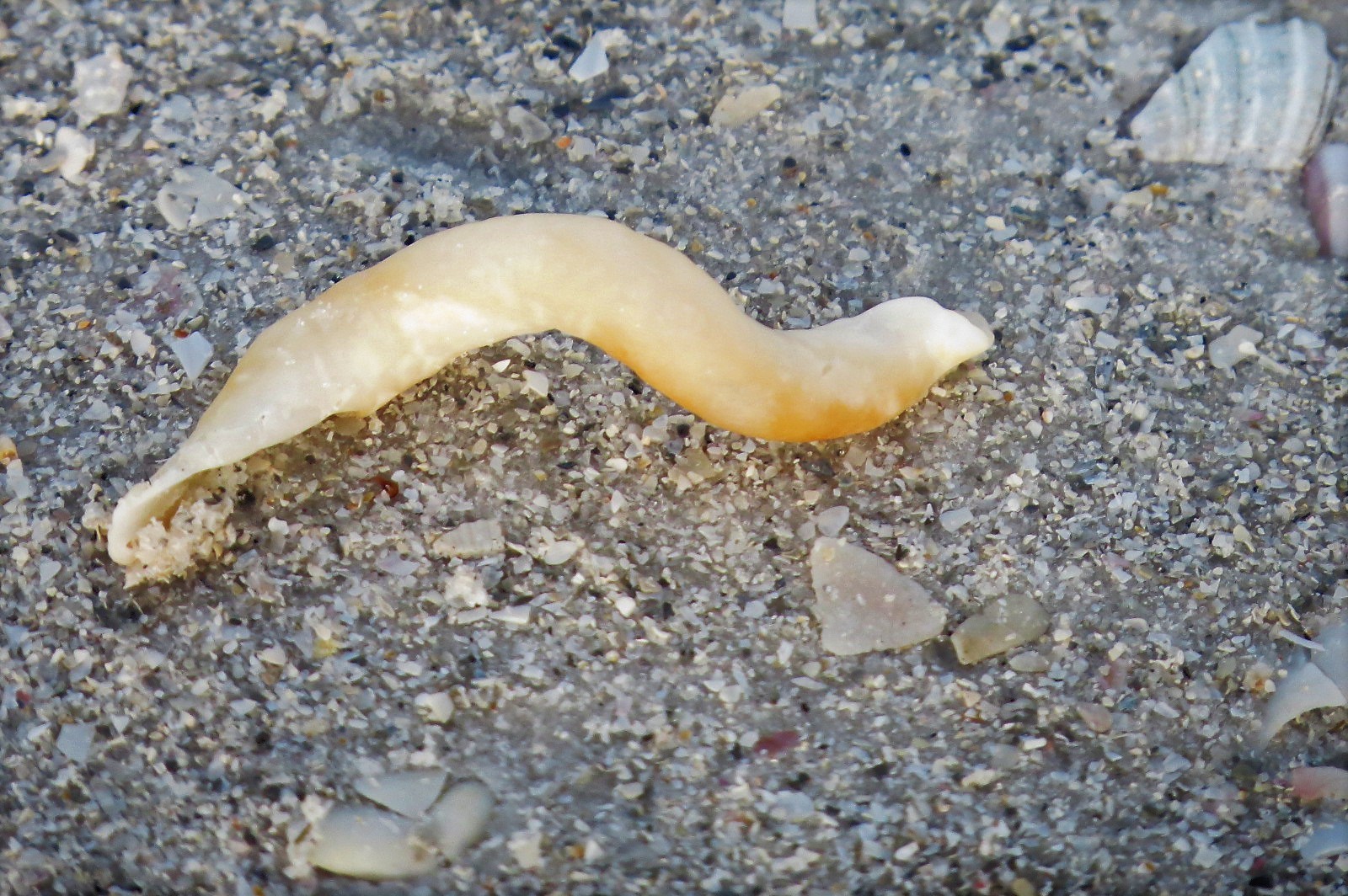 Vermicularia knorrii (Deshayes, 1843)