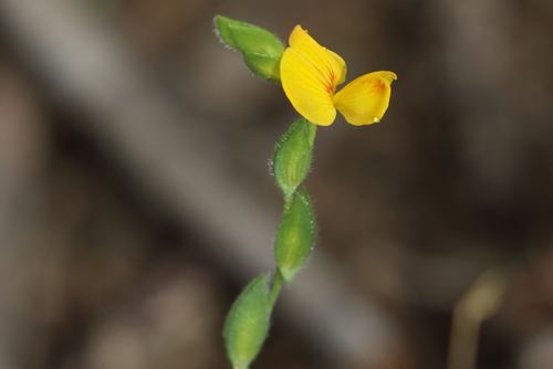 Zornia floribunda · iNaturalist