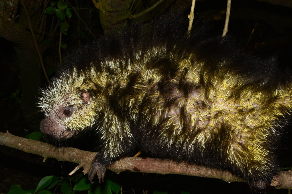 Mexican Hairy Dwarf Porcupine from Alvarado, Ver., México on January 27 ...