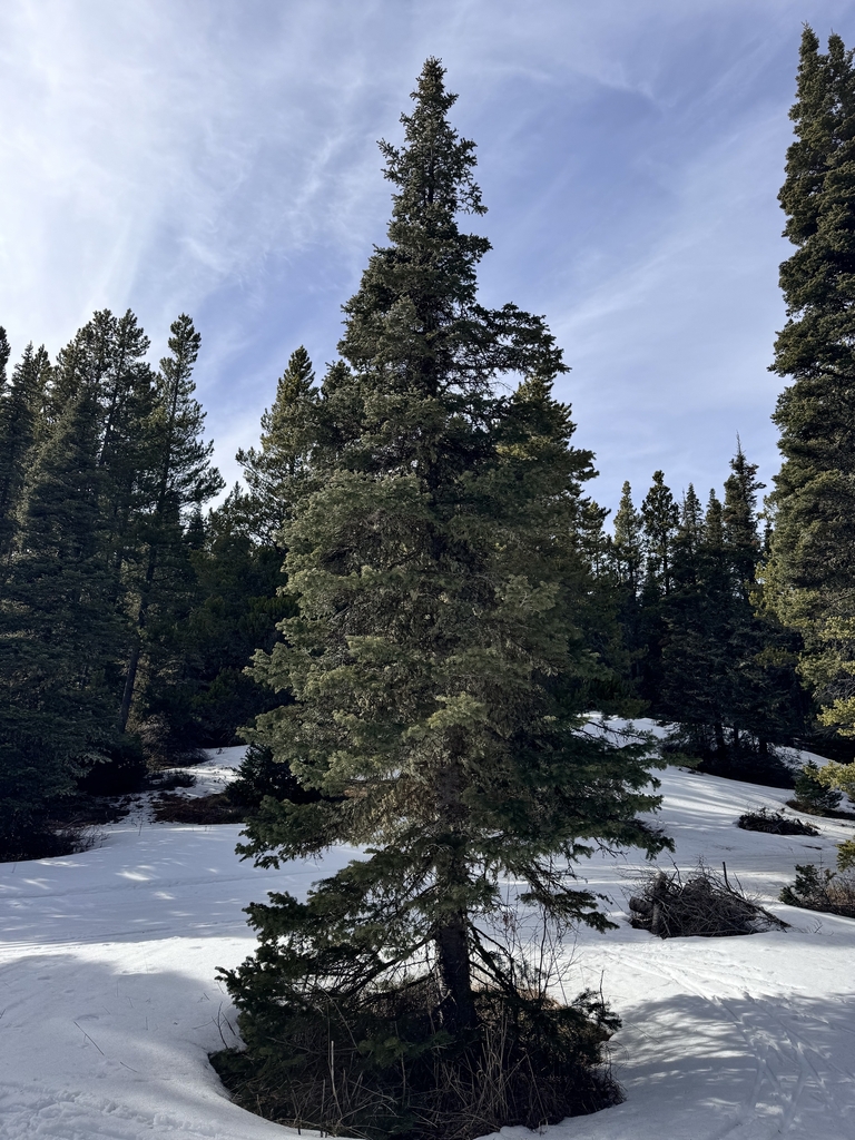 subalpine fir from Crosscut Mountain Sports Center, east central ...