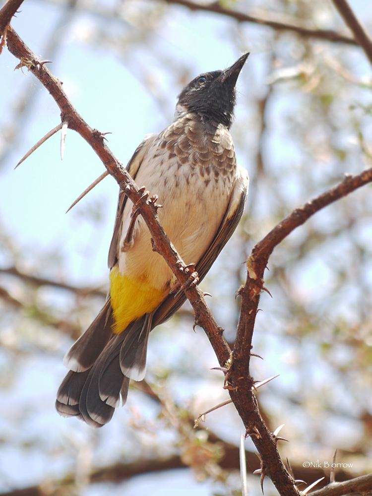 Dodson’s Bulbul from Burao, Somalia on September 10, 2010 by Nik Borrow ...