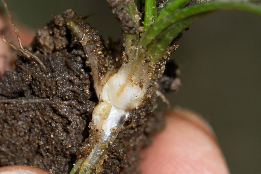 riverbank quillwort (Isoetes riparia) - Botanical Realm