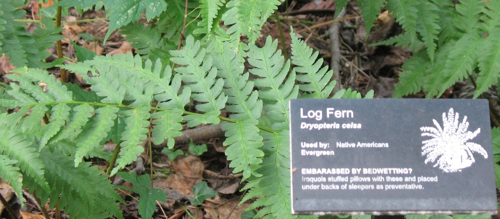 log fern (Ferns of North America) · iNaturalist