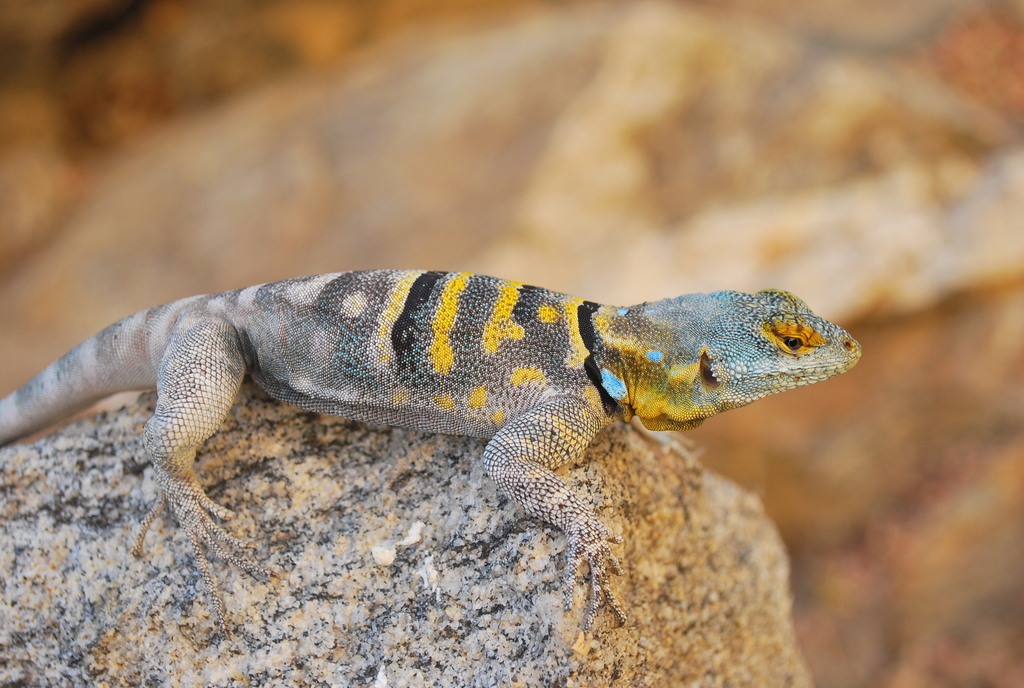 Baja California Rock Lizard (Sacramento Zoo Species) · iNaturalist