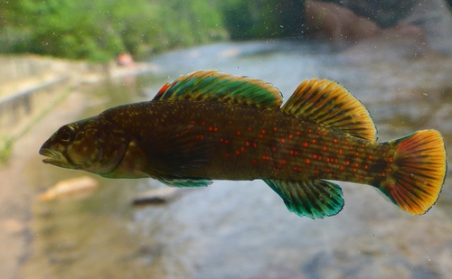 Wounded Darter (Etheostoma vulneratum) · iNaturalist