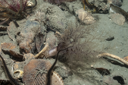 Thyone roscovita · iNaturalist