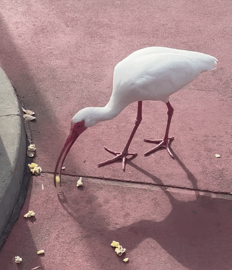 White Ibis from Magic Kingdom Park, Bay Lake, FL, US on March 4, 2026 ...