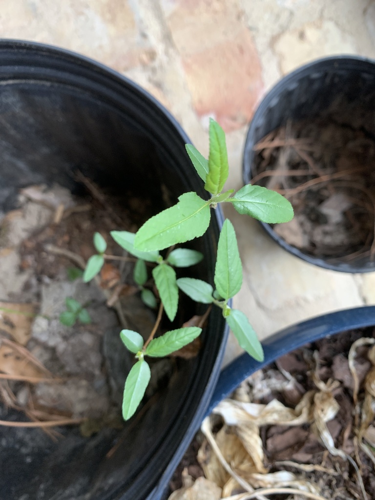 sand croton from Windrush Dr, Ridgeland, MS, US on February 23, 2020 at ...