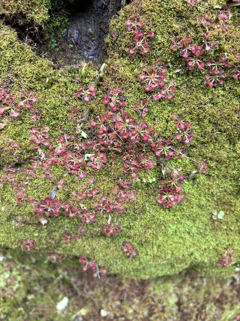 Rosy Sundew from Whataroa, West Coast, NZ on March 5, 2026 at 10:14 AM ...
