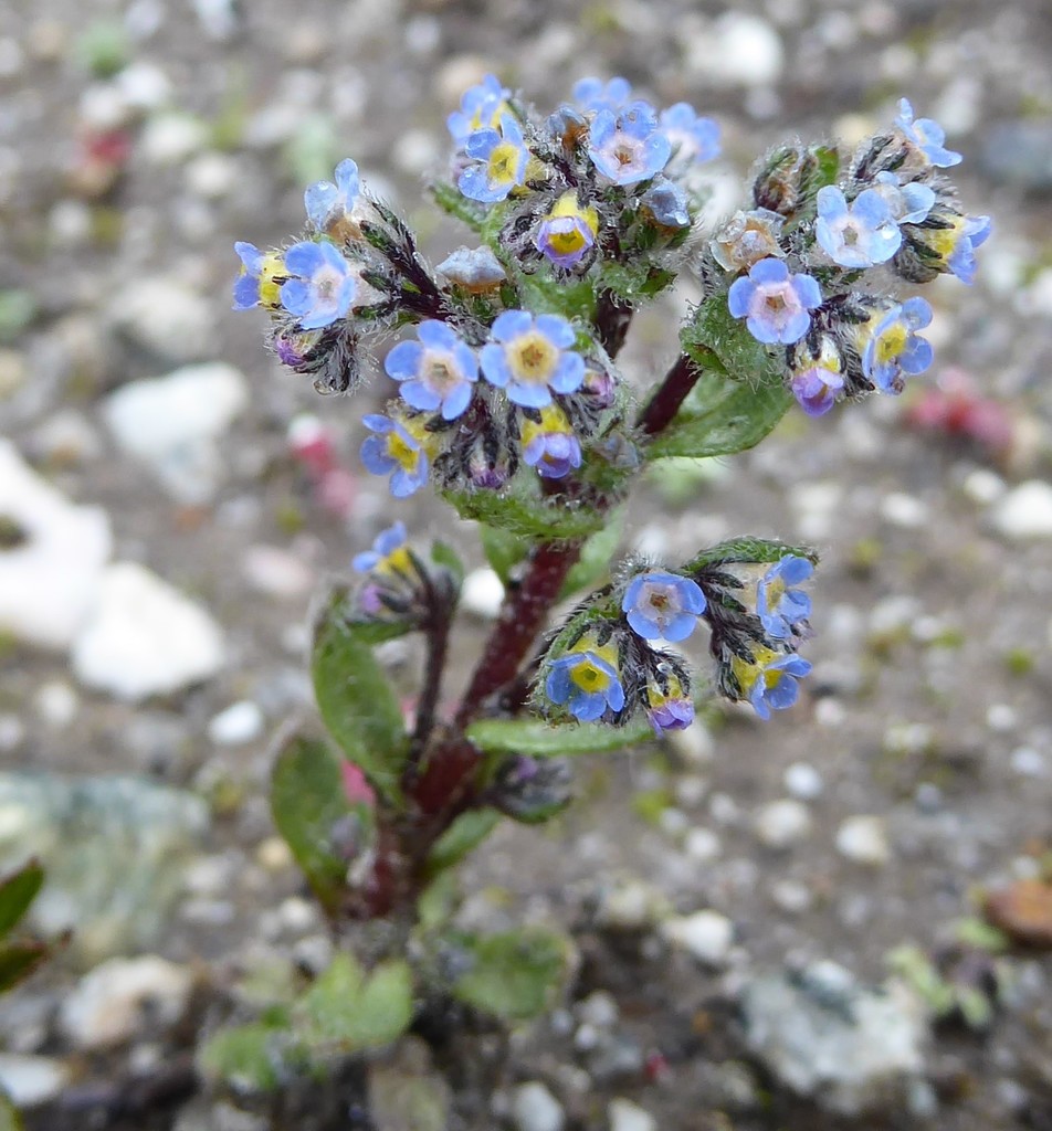 Lasiocaryum munroi: plant details - WorldFloraDB