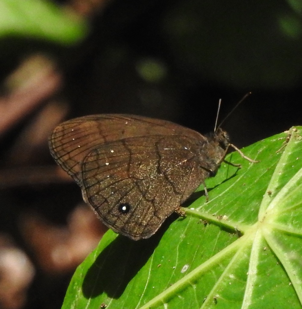 Forsterinaria neonympha (Mariposas de Jardín, Antioquia) · iNaturalist
