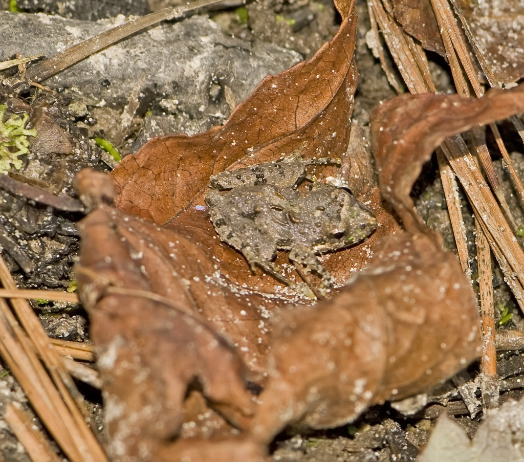 Northern Cricket Frog from Northampton County, VA, USA on September 20 ...