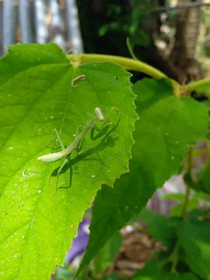 Giant Asian Mantises from 4HC4+H2M, Pres. Carlos P. Garcia, Bohol ...