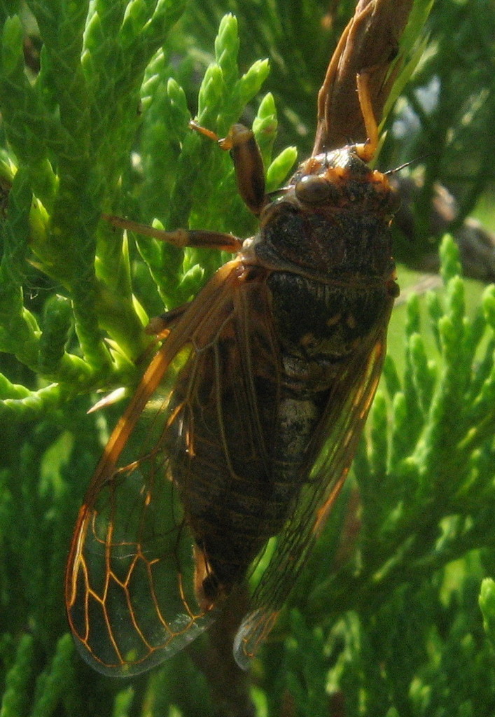 Prairie Cicada from Algona, IA 50511, USA on July 4, 2012 by Matt Kenne ...