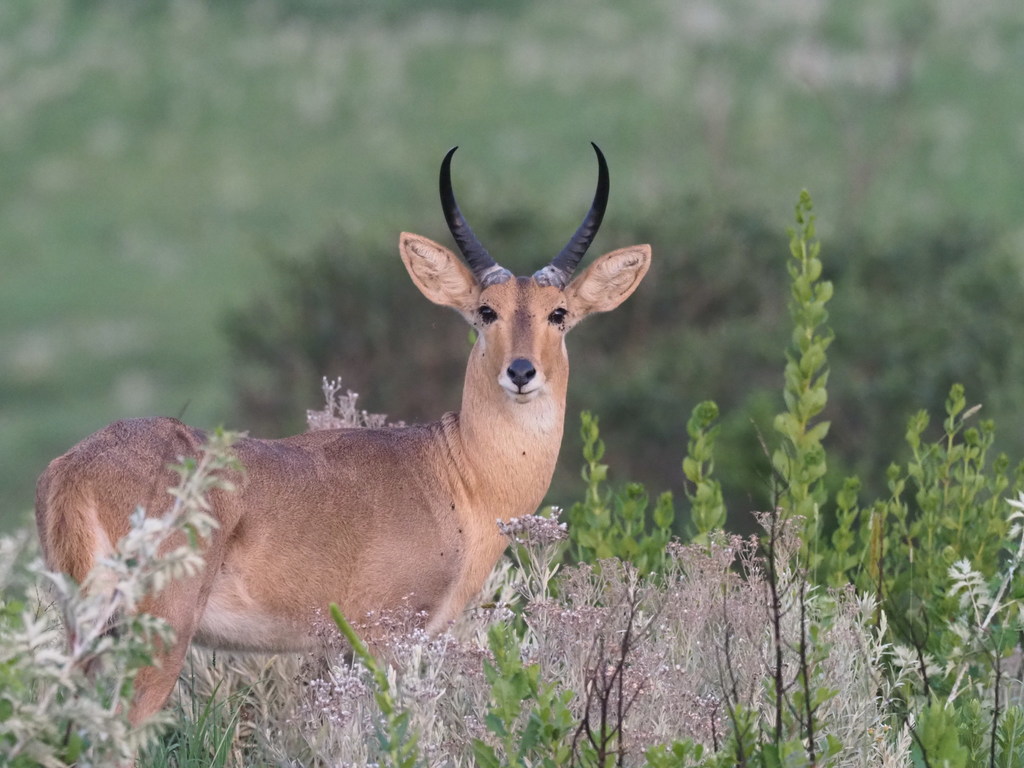Reedbucks (Redunca) - Know Your Mammals
