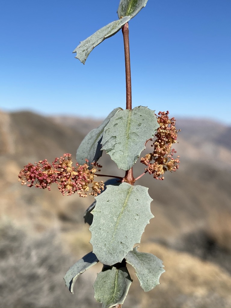 (Tetracoccus) - Botanical Realm