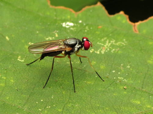 género Tanypeza · iNaturalist Ecuador