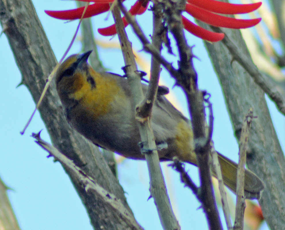 Black-backed Oriole from Omega 132, San Francisco, Coyoacán, 04320 ...