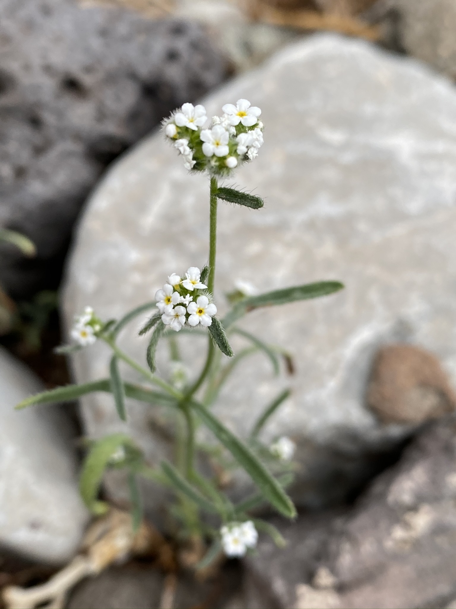 Cryptantha utahensis (A.Gray) Greene