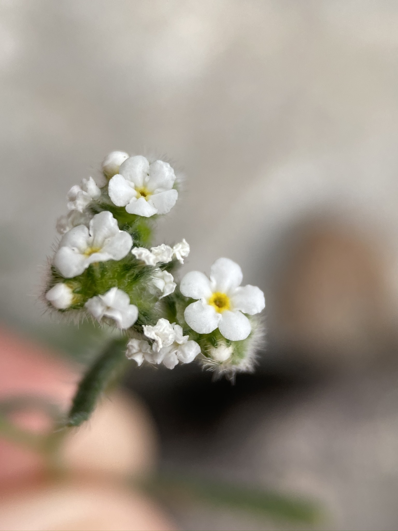 Cryptantha utahensis (A.Gray) Greene