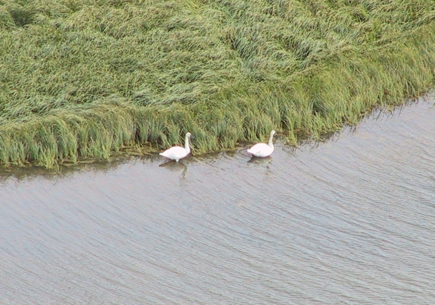 Tundra Swan from Cold Bay area, AK on August 14, 2002 at 04:47 PM by ...