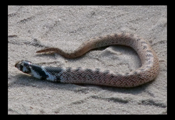 Eastern Shield-nose Snake (Snakes of southern Africa) · iNaturalist