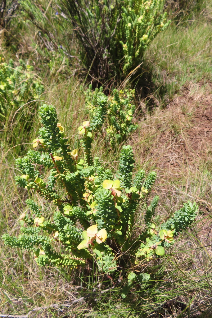 Wild Spurge from Lundin's Nek, Joe Gqabi District Municipality on ...