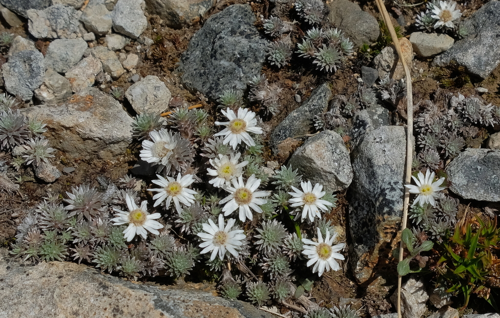large-flowered mat daisy from Selwyn District, Canterbury, New Zealand ...