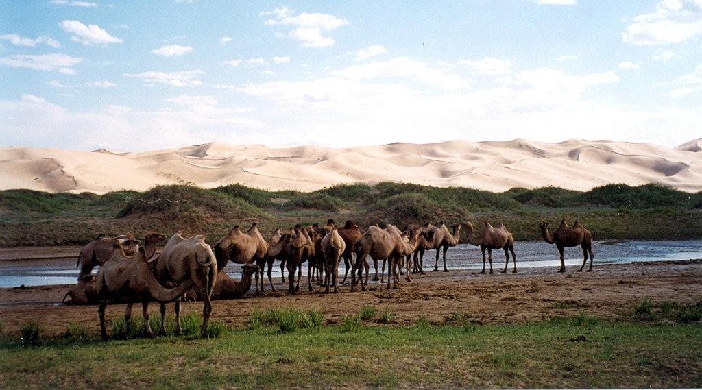 Wild Bactrian Camel (Camelus ferus) - Know Your Mammals