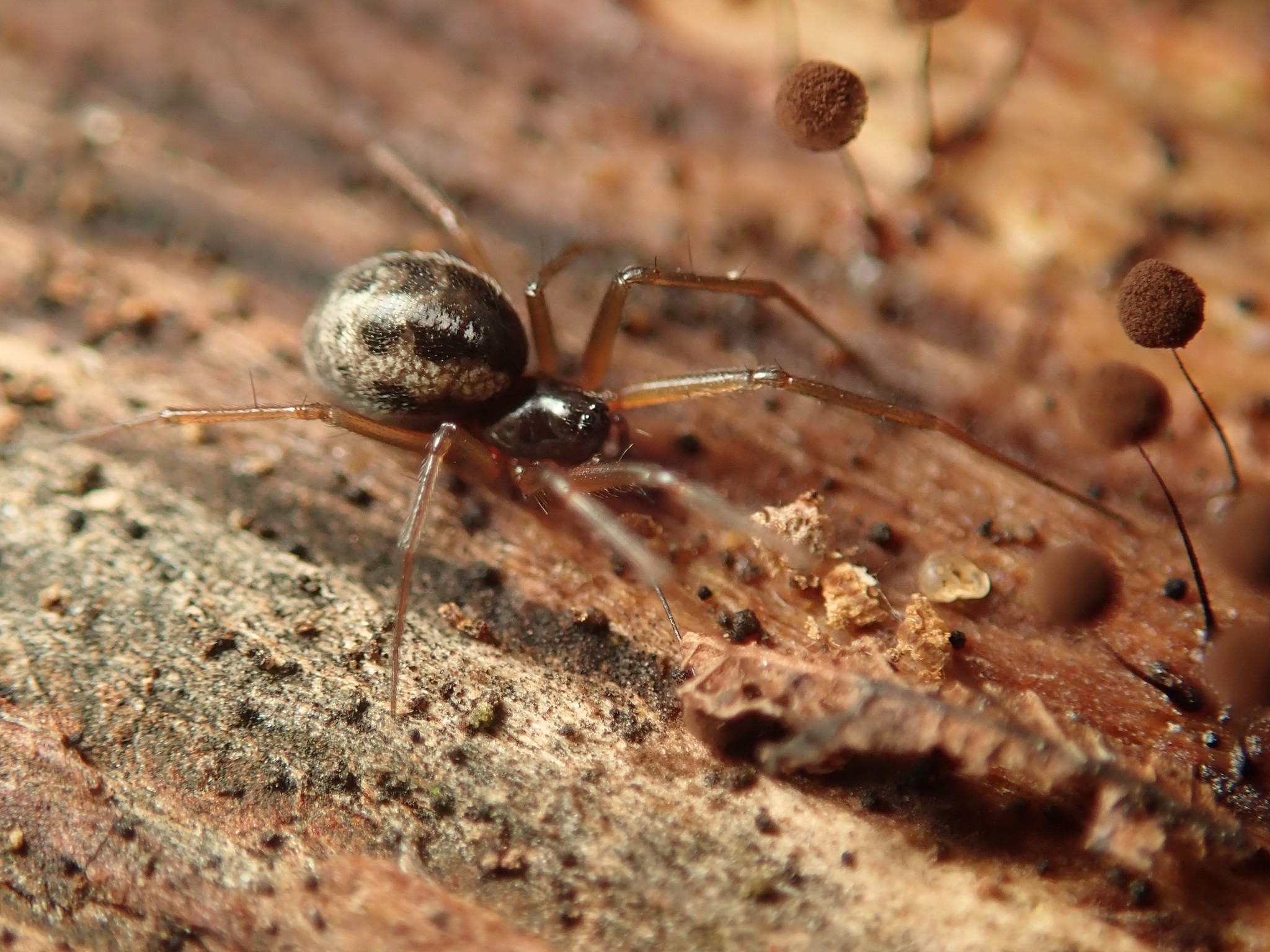 Comatricha nigra with Tenuiphantes tenuis [alexis_orion @ iNaturalist ...