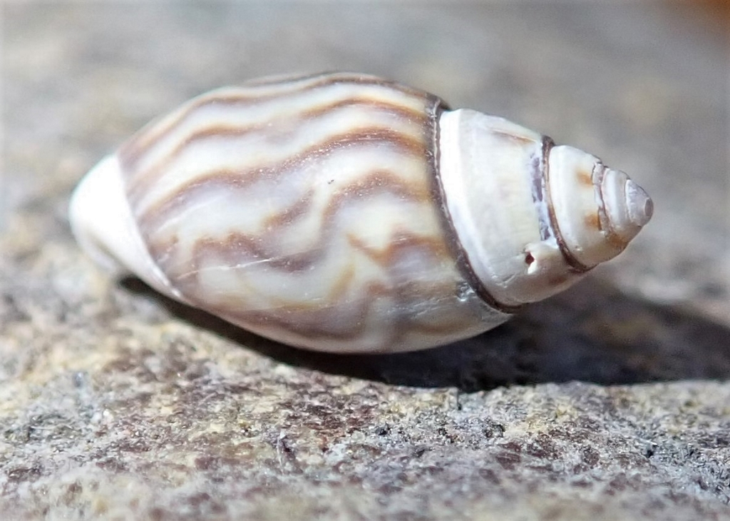 Beatic Dwarf Olive Snail (China Cove Organisms) · iNaturalist