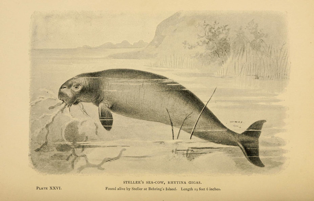 Steller's Sea Cow (Hydrodamalis gigas) - Know Your Mammals