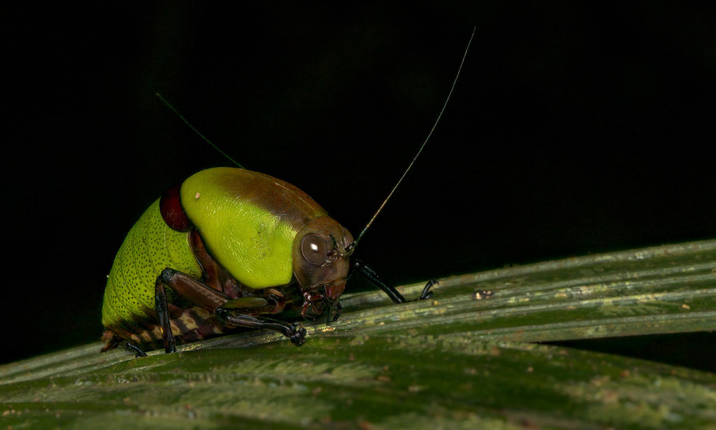 Dysmorpha obesa from 62 Khlong Sok, Phanom District, Chang Wat Surat ...