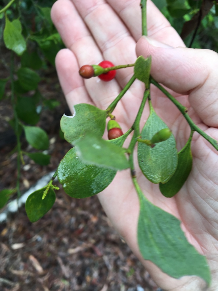 Broad Leaved Native Cherry from Turtle Way, Tannum Sands, QLD, AU on ...