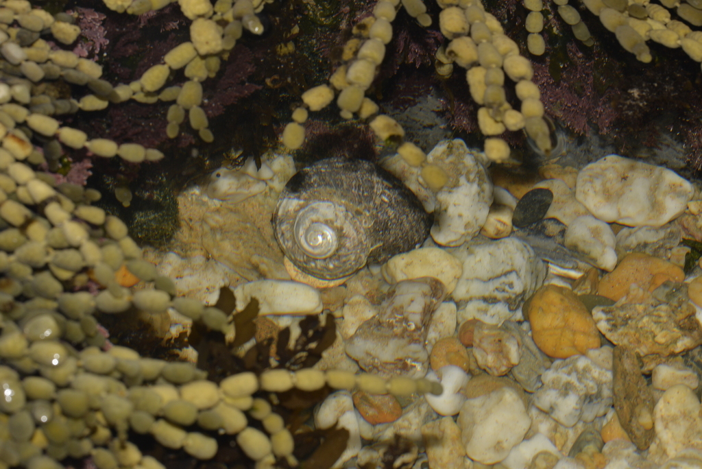 Rough turban shell from Bundagen NSW 2454, Australia on February 25 ...