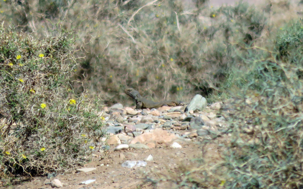 Moroccan Spiny-tailed Lizard from Tata Province, Morocco on February 20 ...