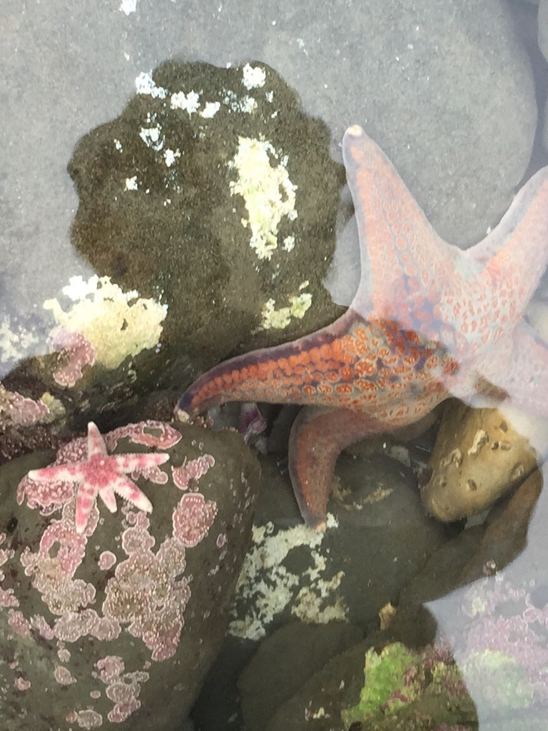 Six-rayed Star from Pacific Ocean, , CA, US on February 06, 2017 at 12: ...