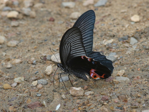 Observations by ian_dugdale · iNaturalist