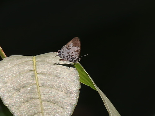 Observations by ian_dugdale · iNaturalist