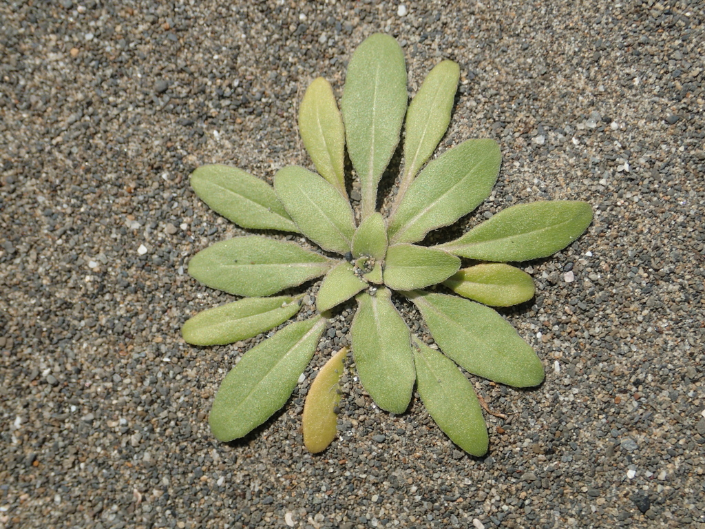 cutleaf evening primrose (Farmerville meadow) · iNaturalist