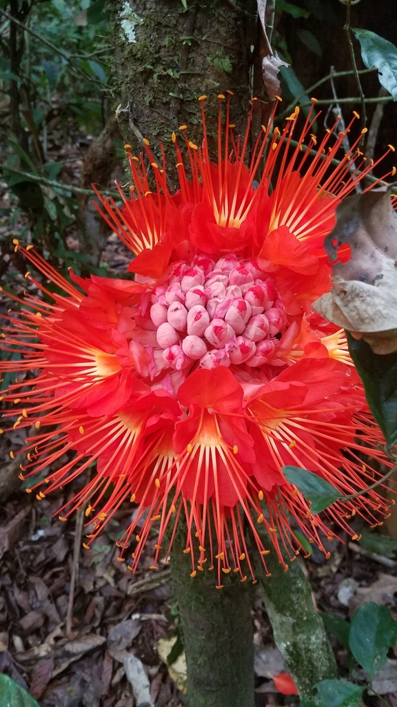 (Detarioideae) - Botanical Realm