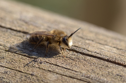 Subfamily Colletinae · iNaturalist