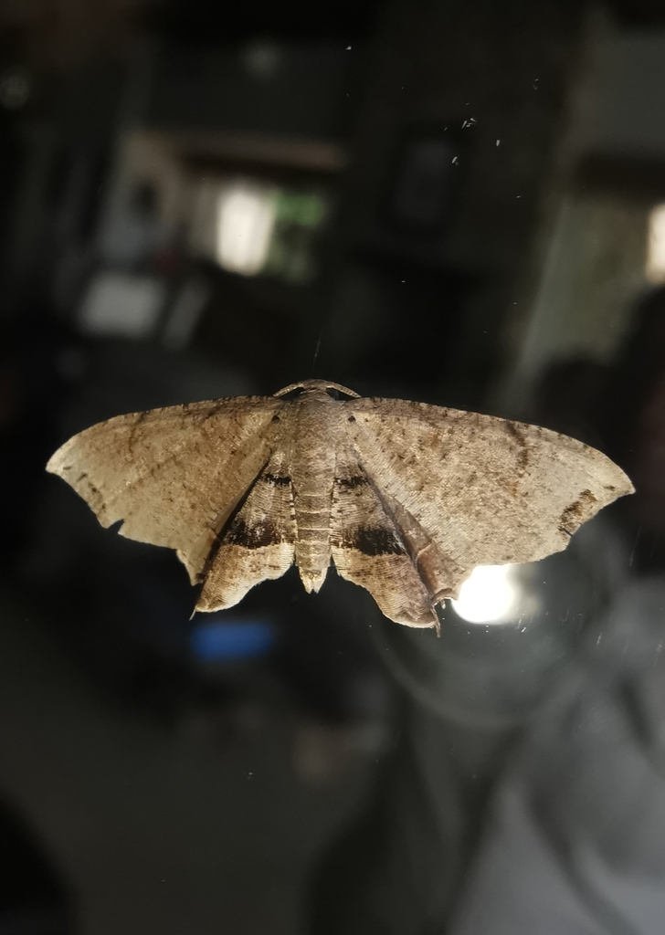 Epiplema from Nkomazi Local Municipality, South Africa on March 6, 2026 ...