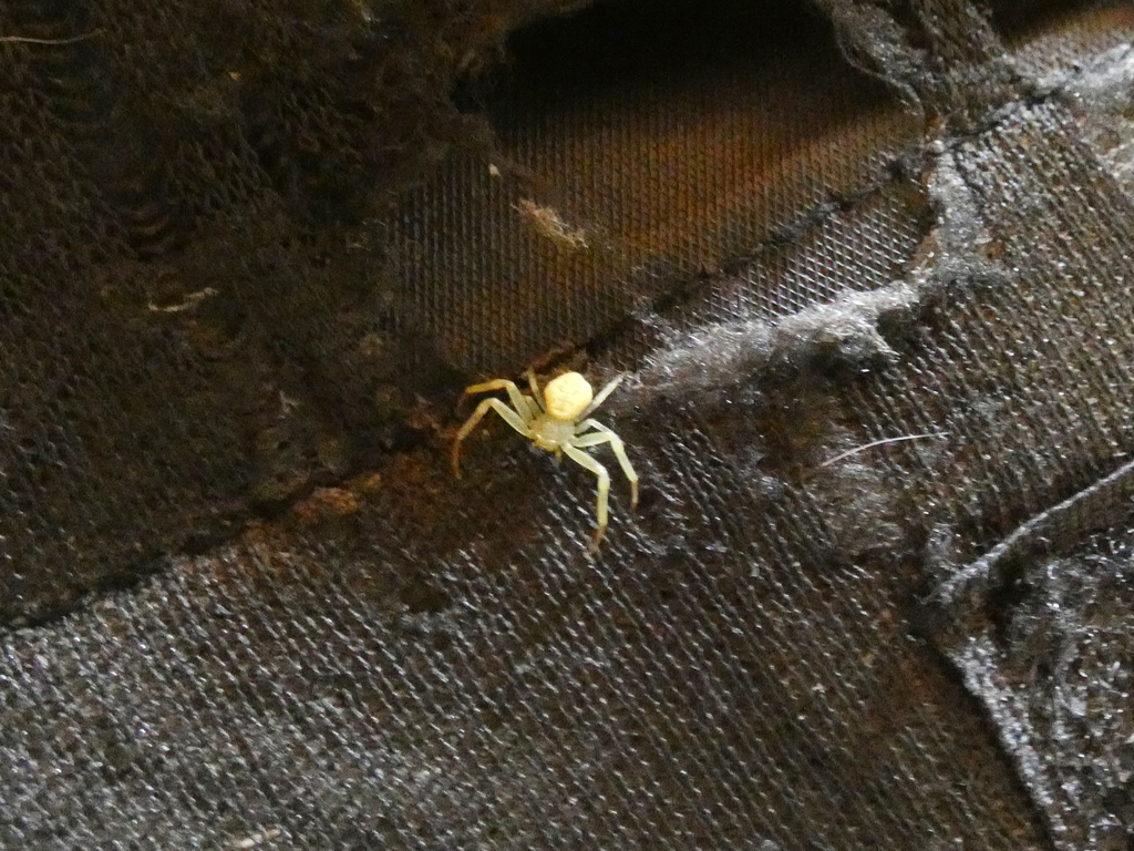 Misumenops from Cullen 905, S3080DWM Esperanza, Santa Fe, Argentina on ...