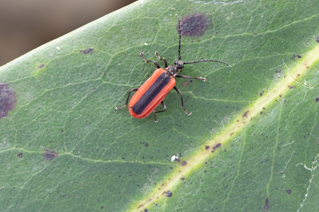 Ischalia anhuiensis from 中国浙江省杭州市 on March 6, 2026 at 04:14 PM by Li ...