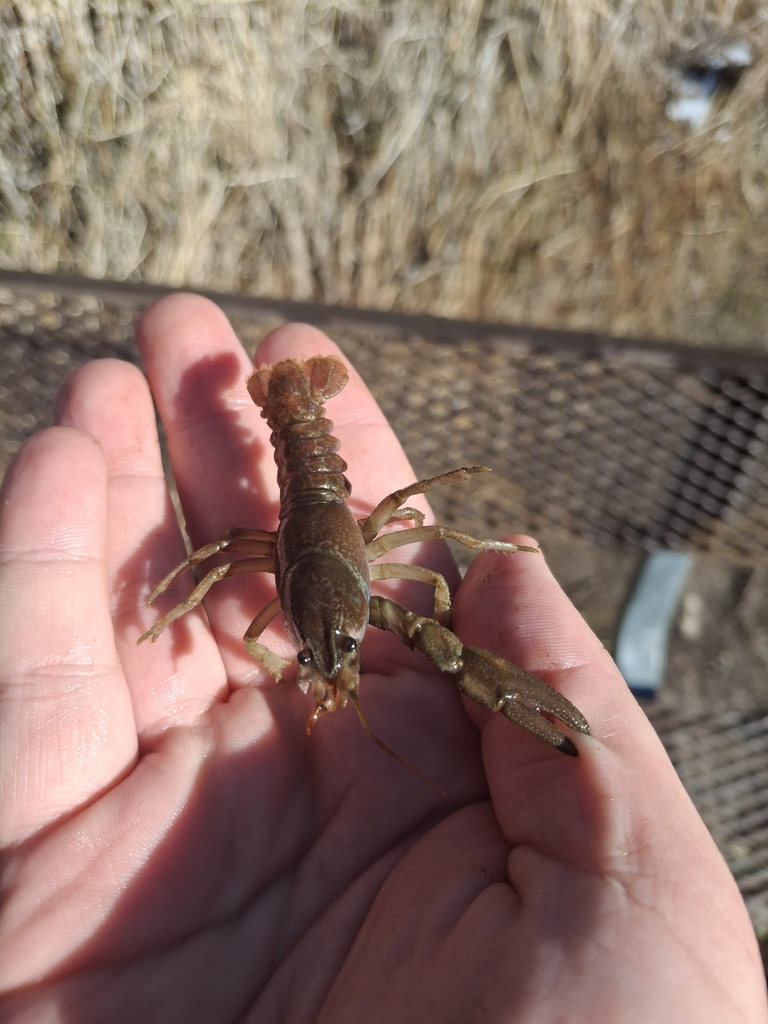Pilose Crayfish from Ririe, ID 83443, USA on March 06, 2026 at 09:29 AM ...