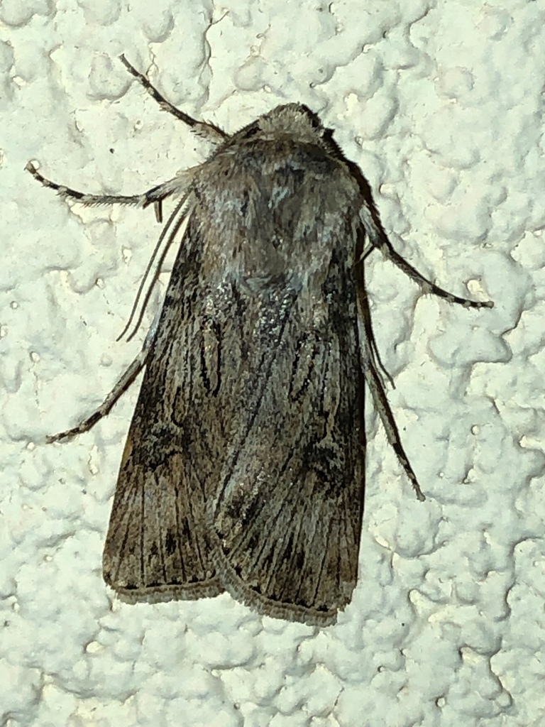 Agrotis herzogi (Madeira Butterflies) · iNaturalist