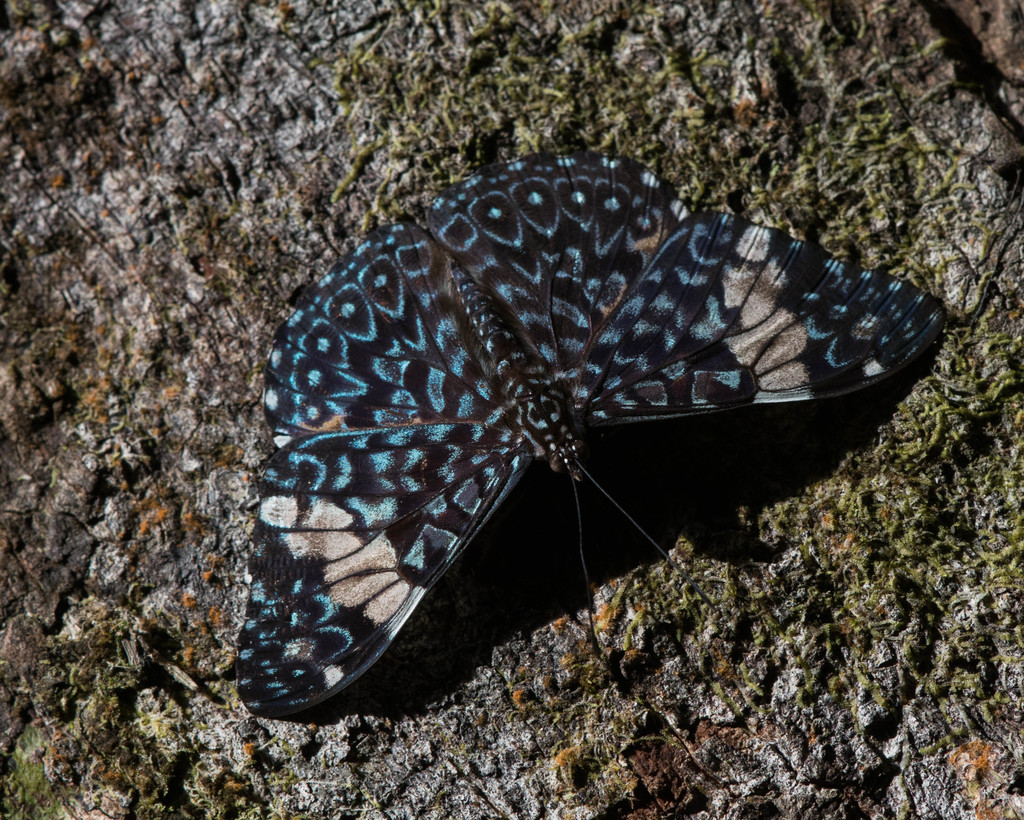 Red Cracker from Rincon de la Vieja National Park on January 6, 2020 at ...