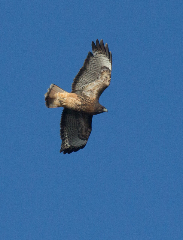 Alaska Red-tailed Hawk (Buteo jamaicensis alascensis) - Avian Discovery